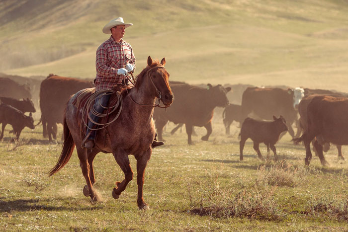 Last Best Cowboys