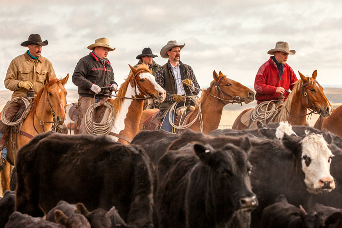 Last Best Cowboys