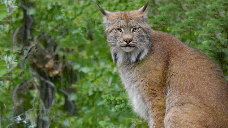 Montana’s Secret Cats: BOBCAT & LYNX