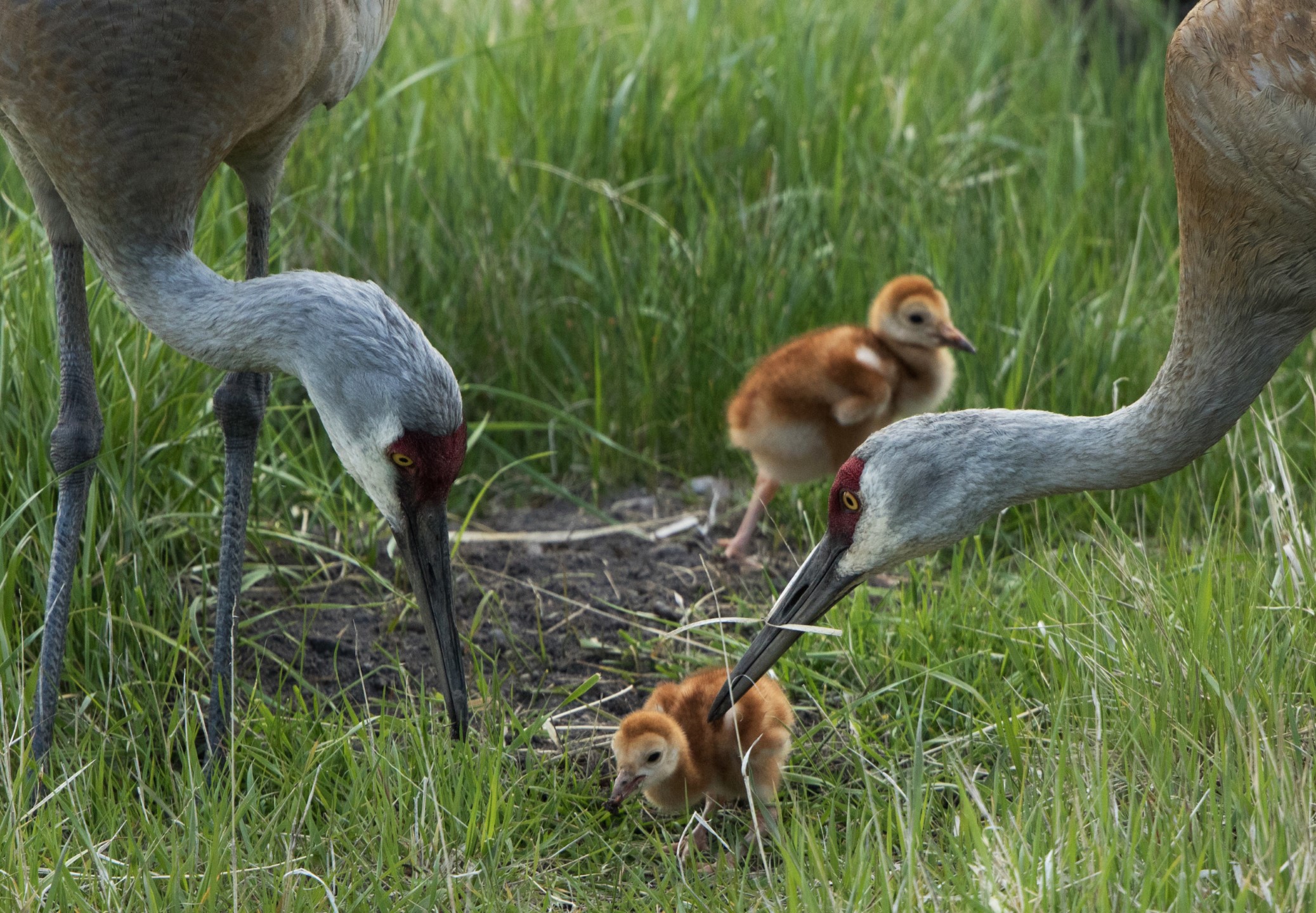 NEW BORN: Montana’s Sandhill Crane Babies