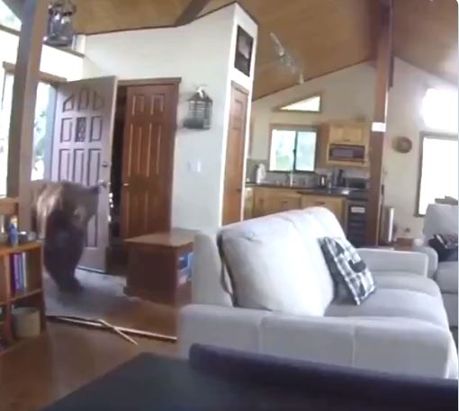 VIDEO: Camera catches bear knocking down heavy front door like it's nothing