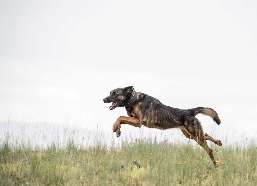 The Invaluable Search and Rescue (SAR) Dogs of Montana