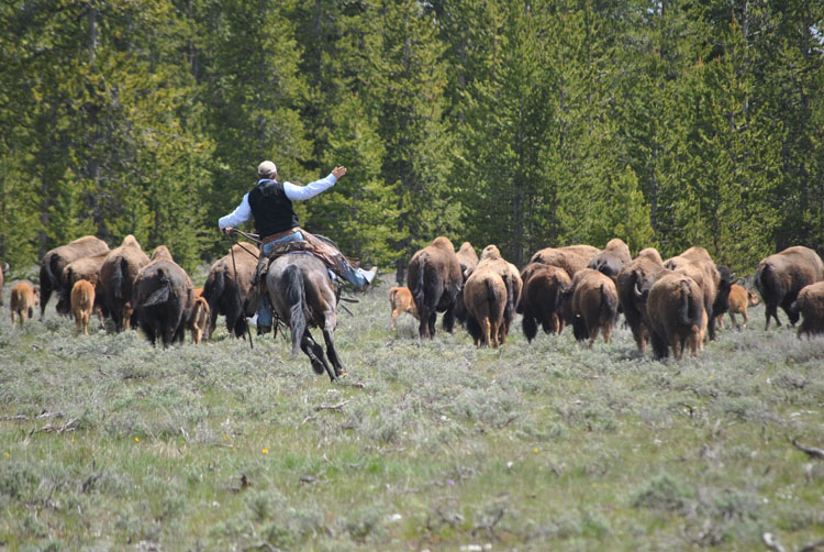 For the Love Of… BUFFALO FIELD CAMPAIGN