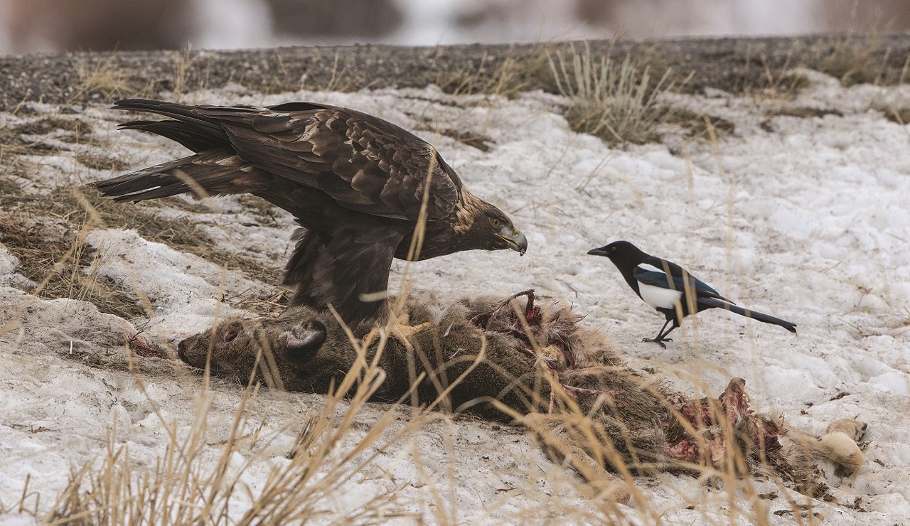 Montana’s Apex Predators: BALD & GOLDEN EAGLES