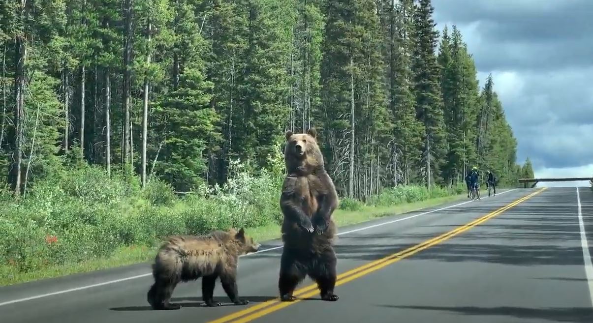 VIDEO: Massive grizzlies cross road in front of cyclists in Banff