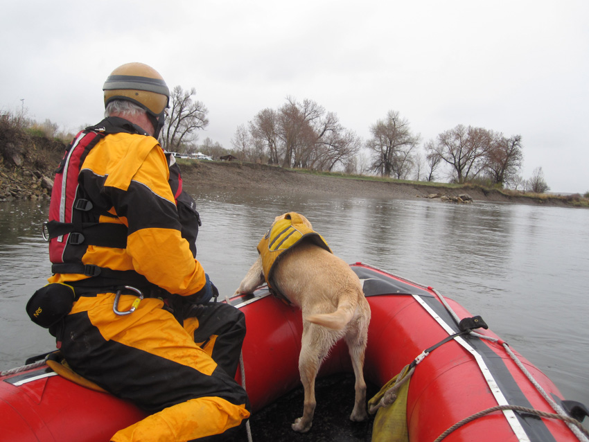 The Invaluable Search and Rescue (SAR) Dogs of Montana