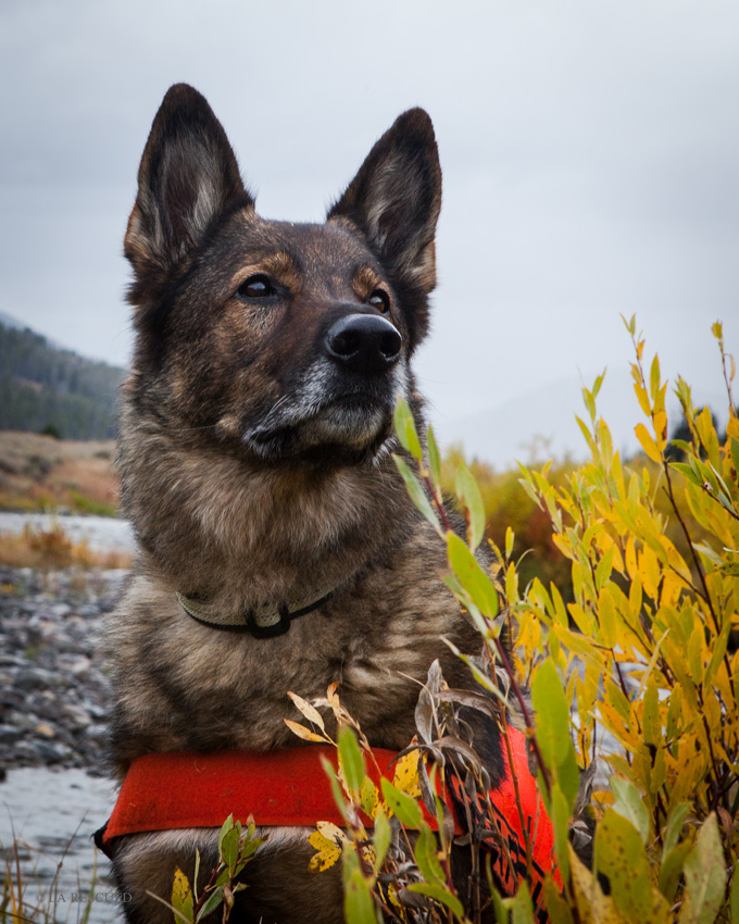The Invaluable Search and Rescue (SAR) Dogs of Montana