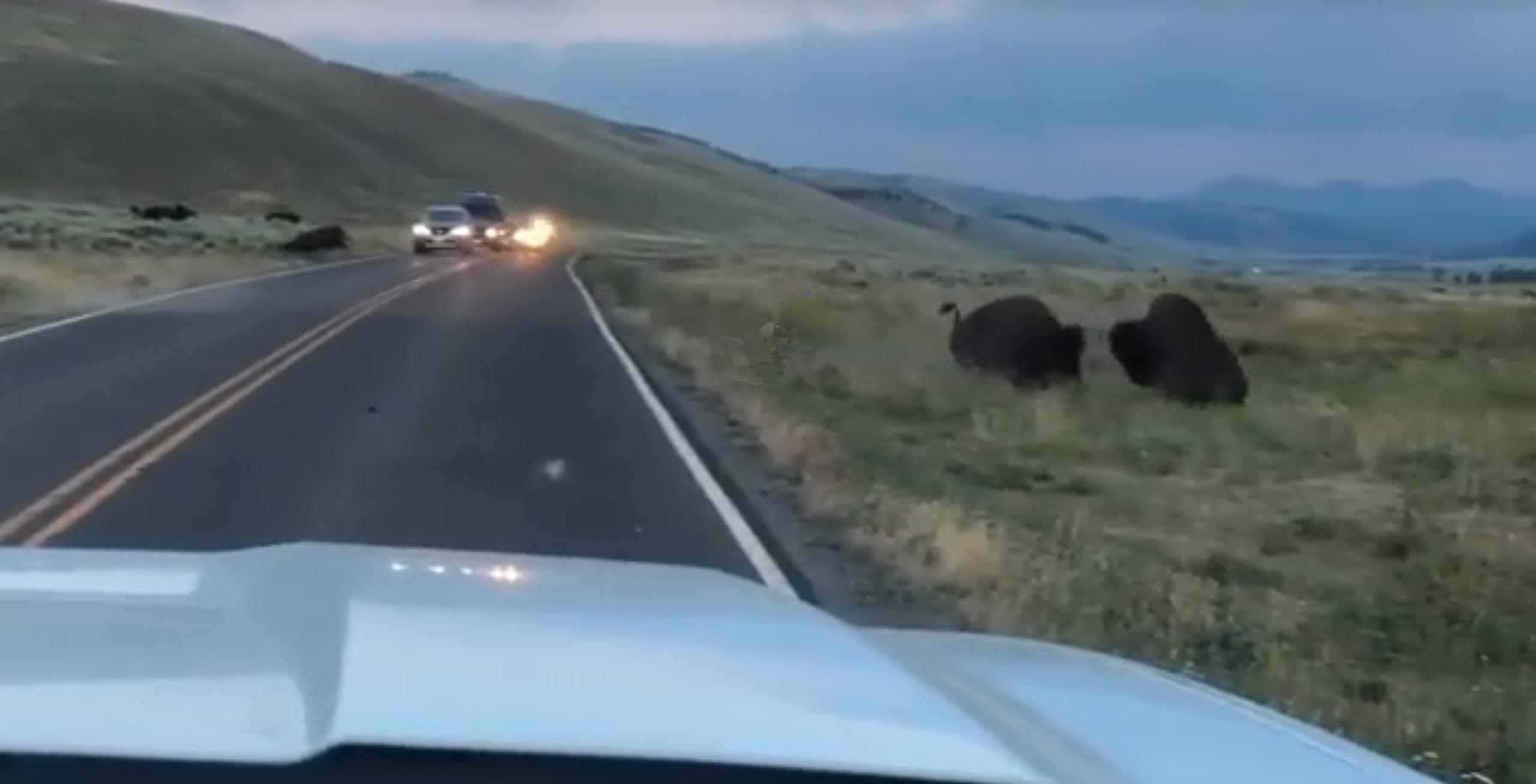 VIDEO: Big Bison Sends Other Bison Sailing Through Air