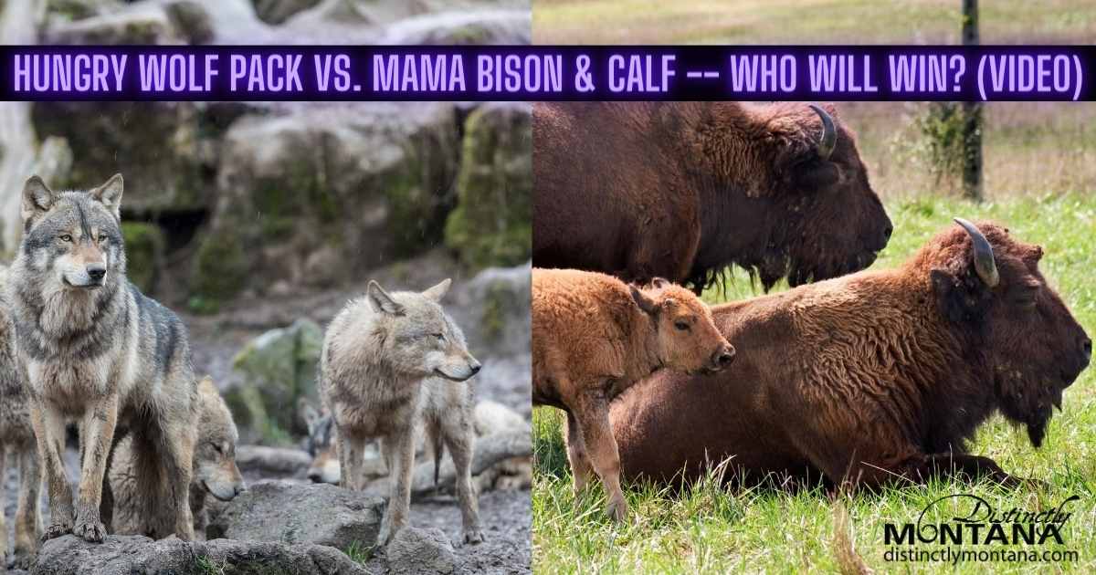 VIDEO: Mama Bison Saves Calf From Hungry Wolves