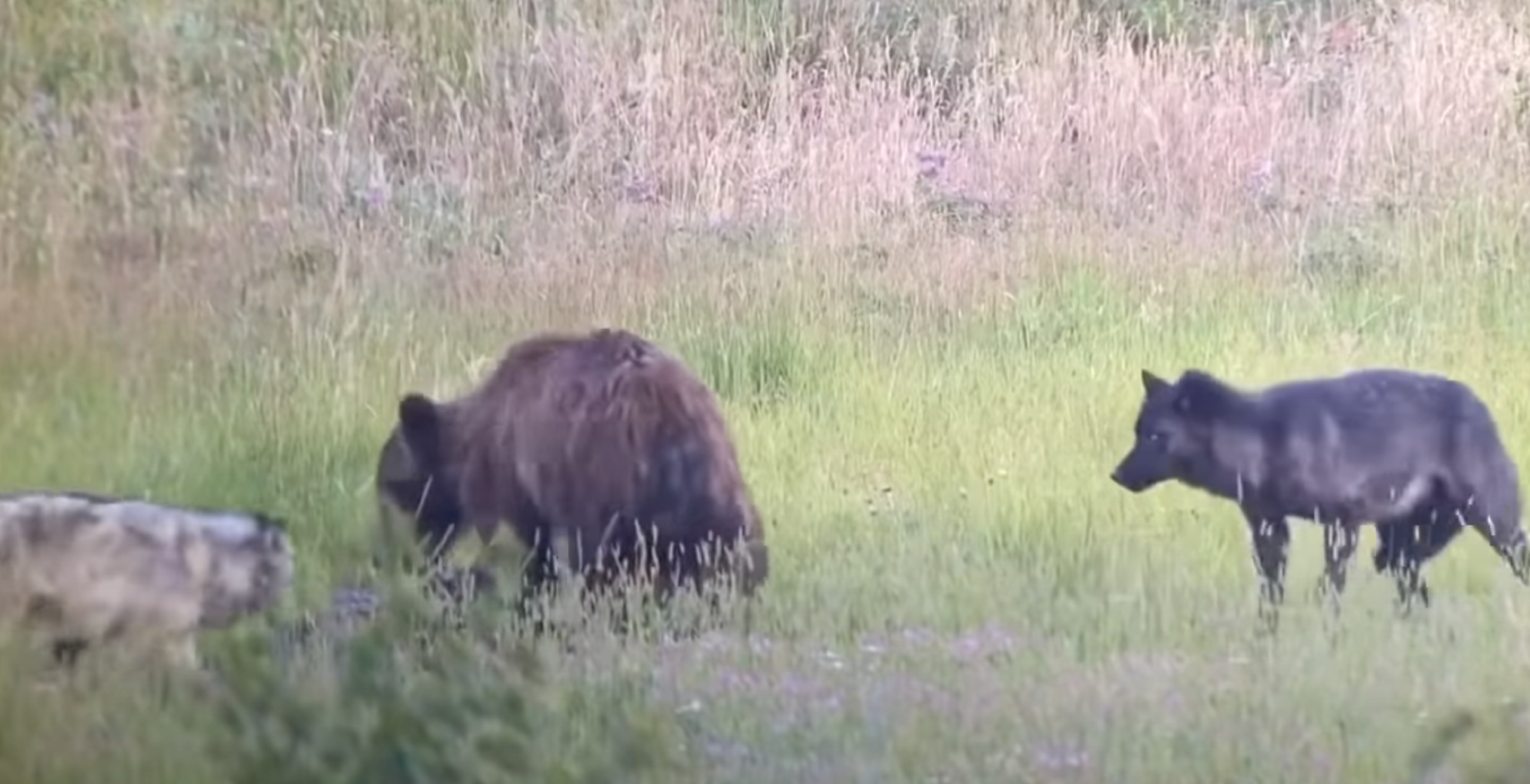 VIDEO: See Yellowstone Wolves Chase Grizzly!