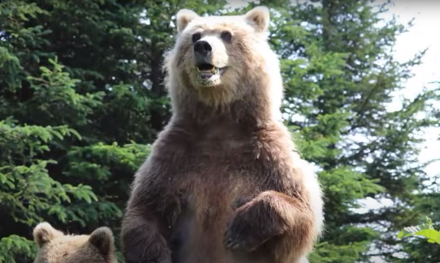 Angry Grizzly Bear Standing