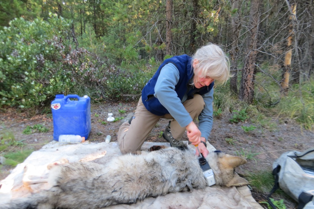 Montanans You Should Know: DIANE BOYD