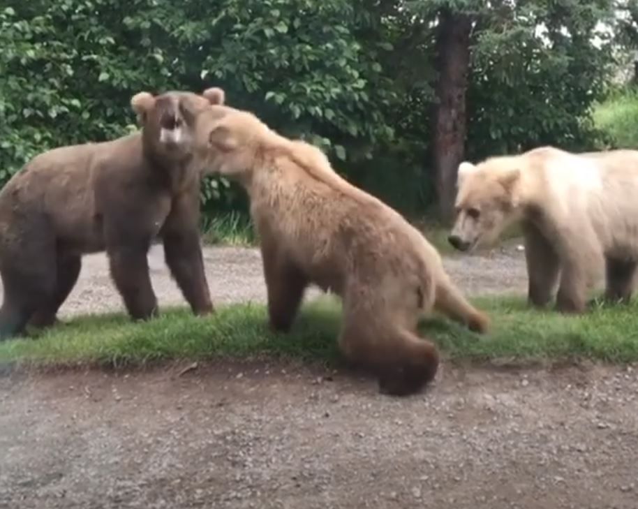 VIDEO: Three Bear Standoff On Path Outside Lodge