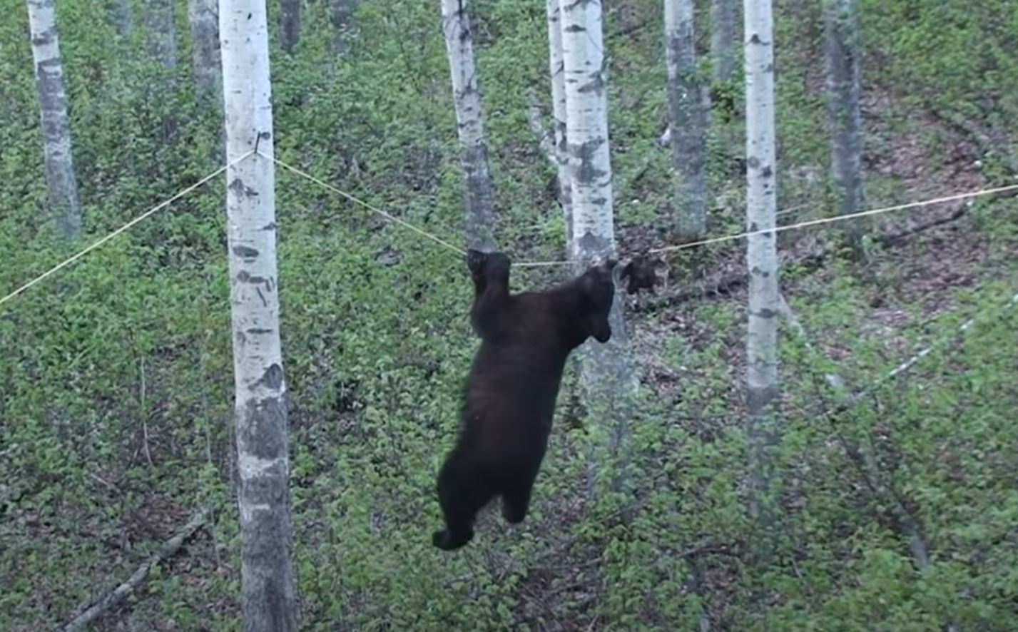 VIDEO: Acrobatic Bear Tries To Reach Suspended Bait