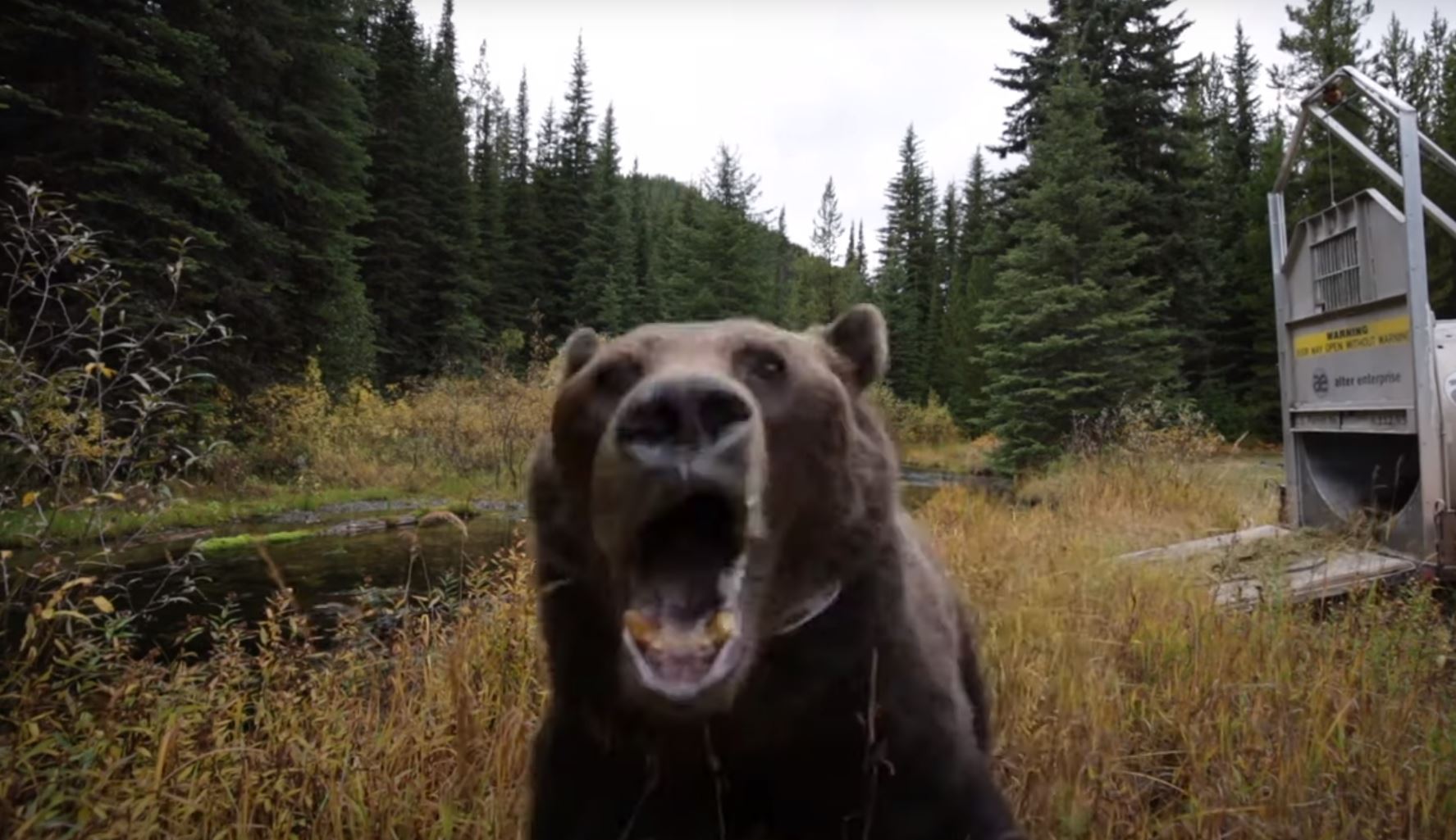 VIDEO: Seriously Angry Bear Rushes Camera After FWP Release