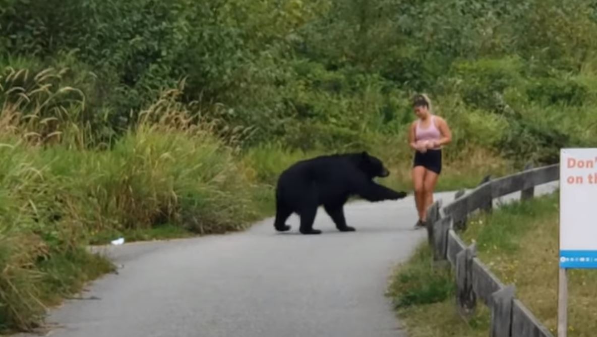 VIDEO: Black Bear Reaches Out, Swats Passing Jogger