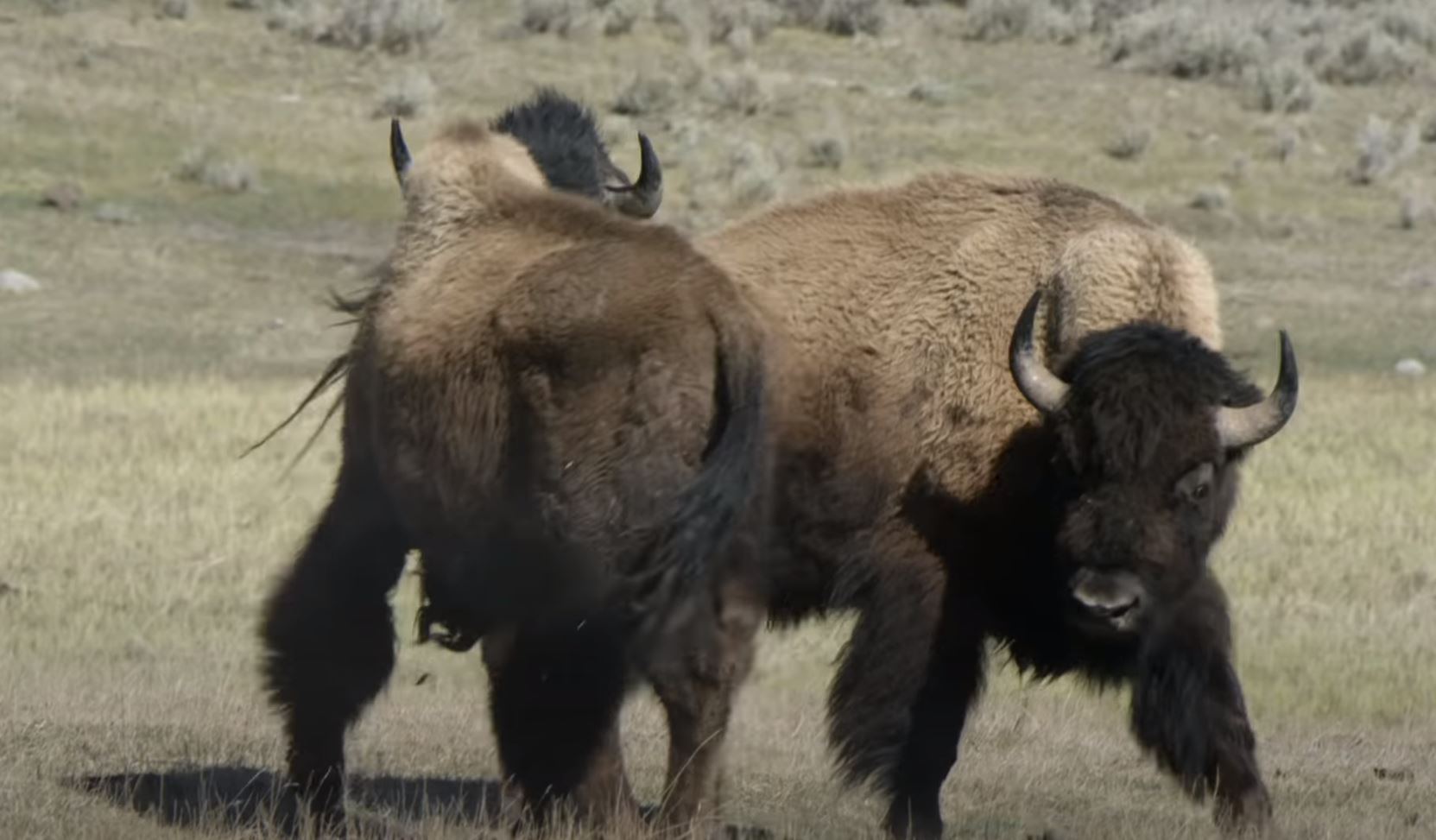 VIDEO: Montage of Yellowstone NP Scenes Shows How Ornery Bison Are ...