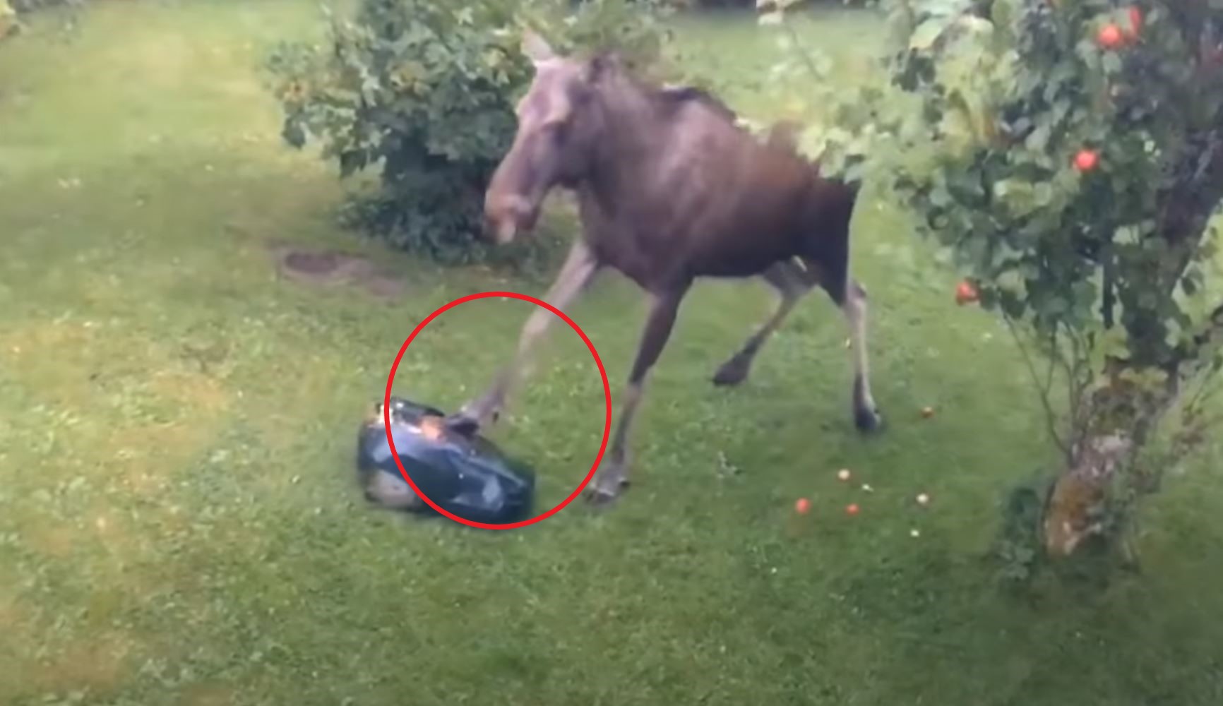 VIDEO: Begun The Moose Robots War Has!