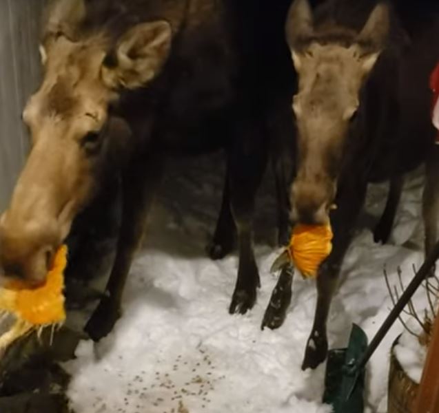 VIDEO: Pair of Moose Enjoy Pumpkins On Man's Doorstep