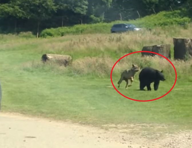 VIDEO: Fearless Wolf Sneaks Up, Bites Bear Butt