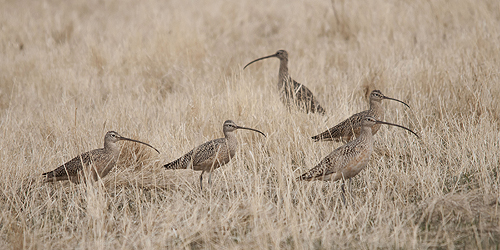 The Beauty of Field Birds