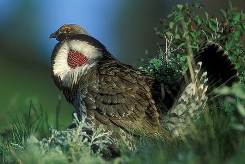 The Beauty of Field Birds