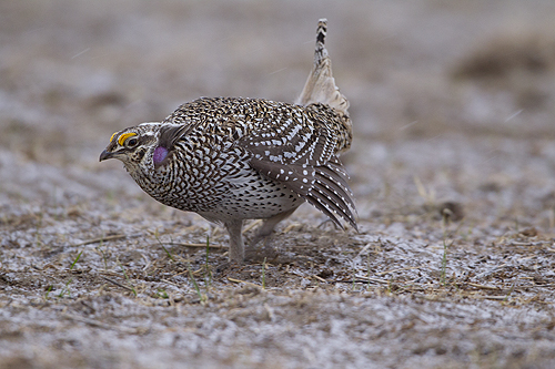 The Beauty of Field Birds