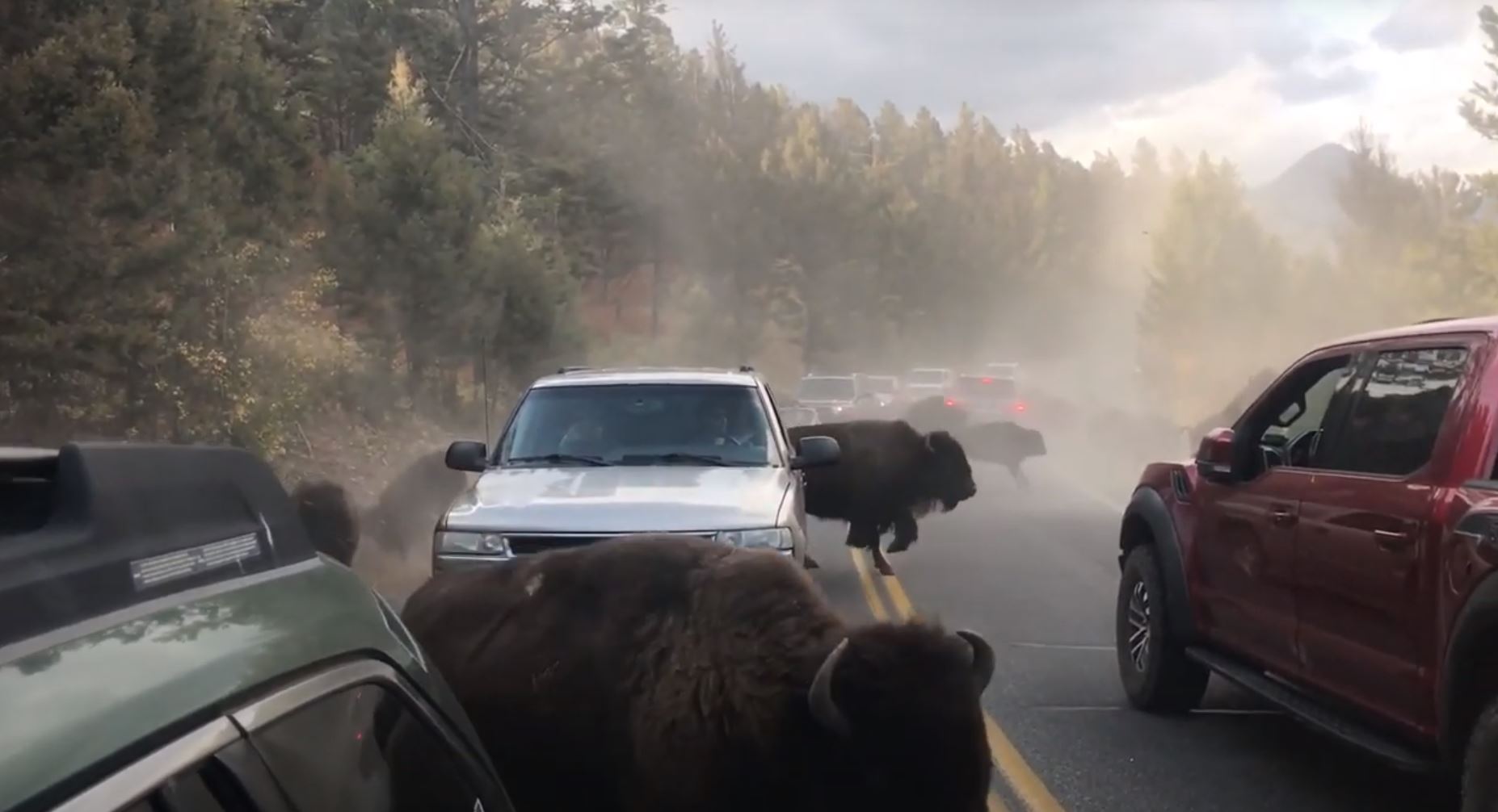 VIDEO: Bison Stampede Surrounds Cars in Yellowstone