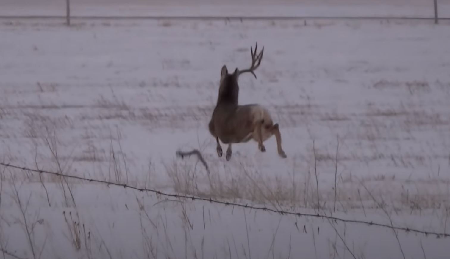 VIDEO: Watch the Moment a Drop Tine Buck Deer Shakes His Antler Off