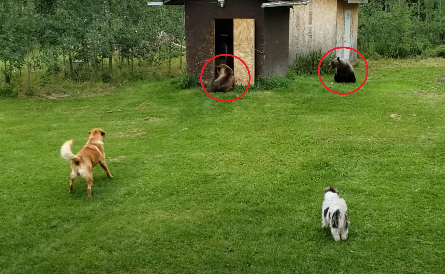 Will A Bear Eat A Dog