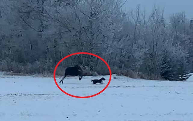 VIDEO: Moose Chases Dog, Then Dog Chases Moose