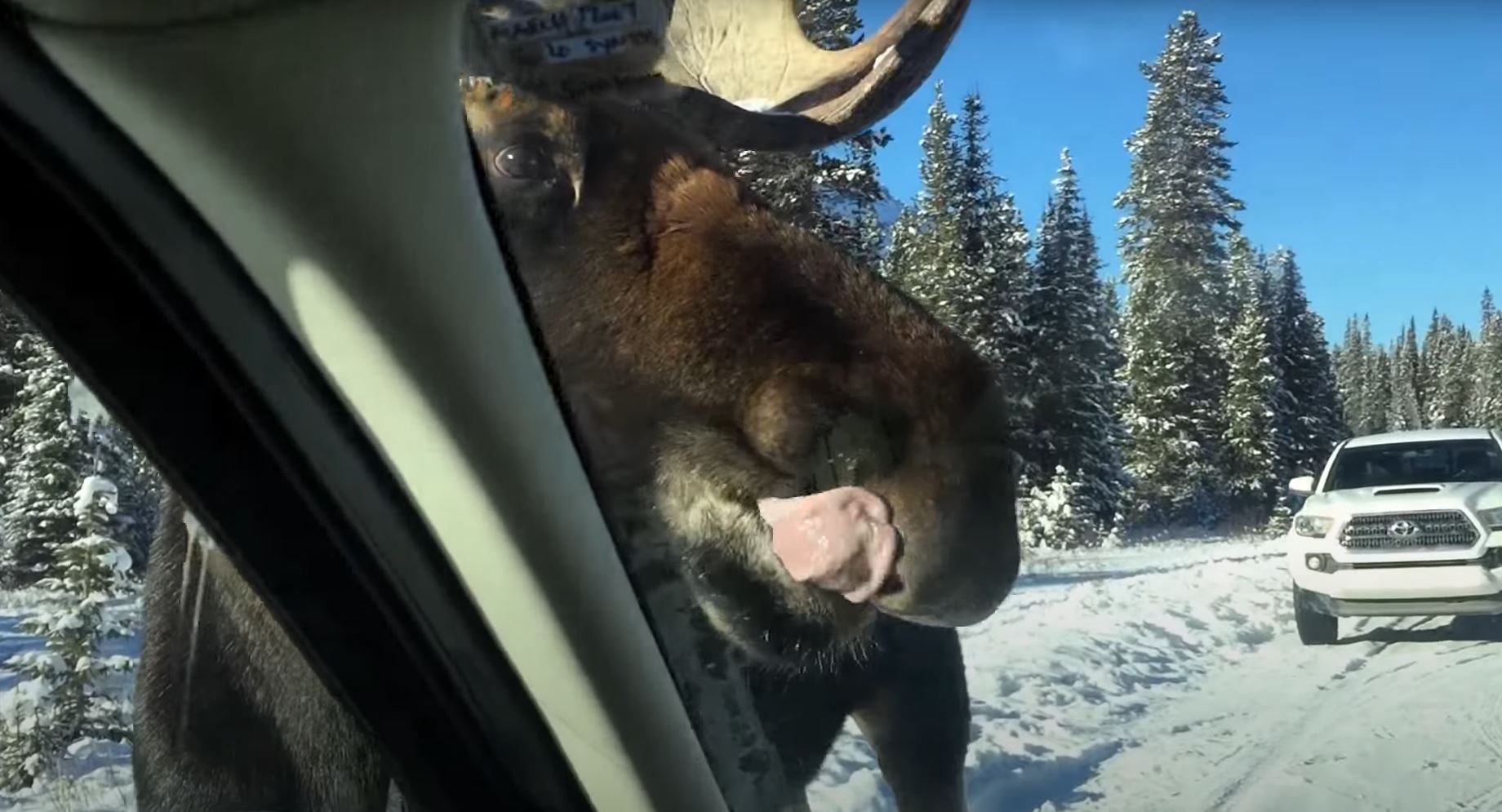 VIDEO: Bull Moose Gives Car Tongue Bath