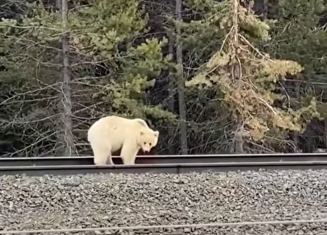 VIDEO: Beautiful White Grizzly Bear Sighted Near Train Track