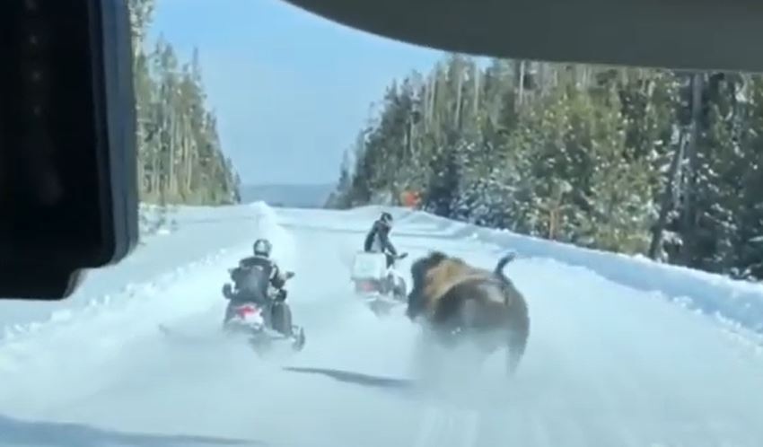 VIDEO: Aggravated Bison Chases After Yellowstone Snowmobilers