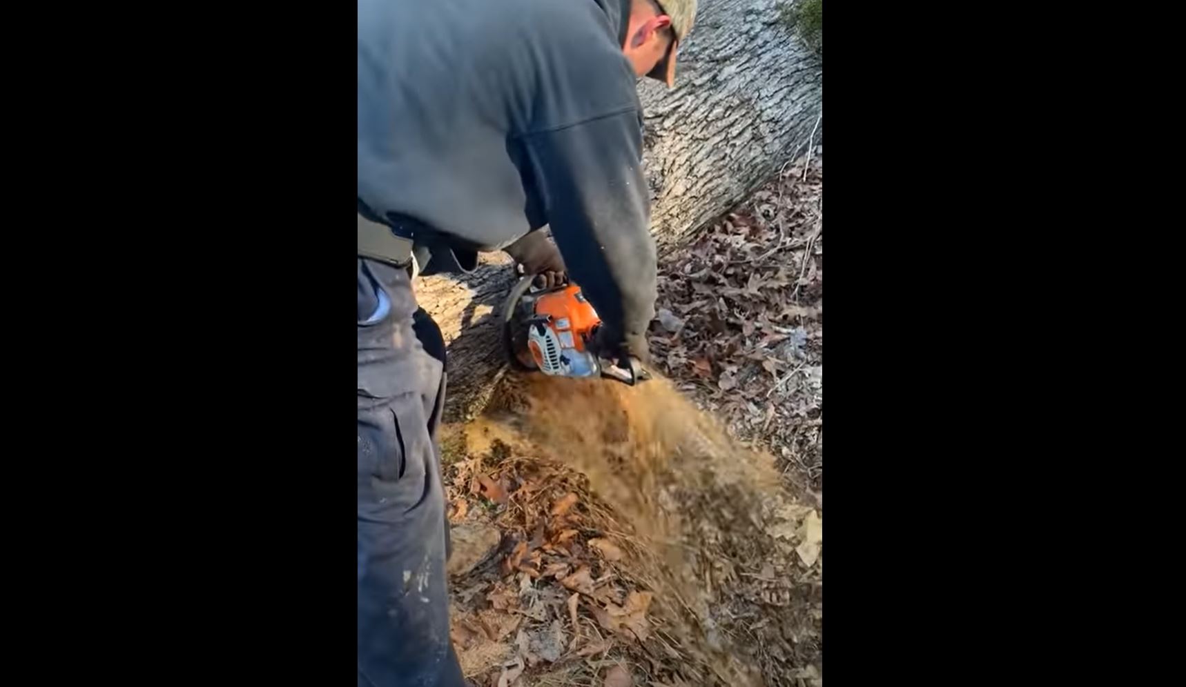 VIDEO: Watch this felled tree "bleed" gallons and gallons of water