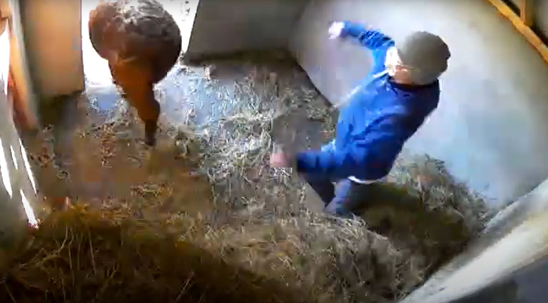 VIDEO: Sneaky Alpaca Makes His Displeasure Known With a Well-Placed Kick