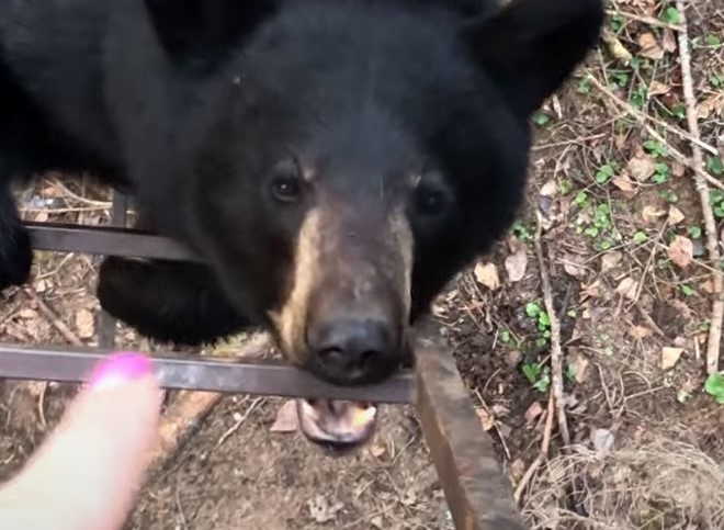 VIDEO: Woman in Tree Stand Watches As Bear Climbs Ladder
