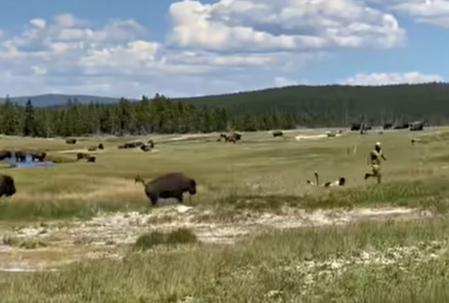 VIDEO: See Heart-Stopping Moment when a Woman Trips While Chased by Bison!