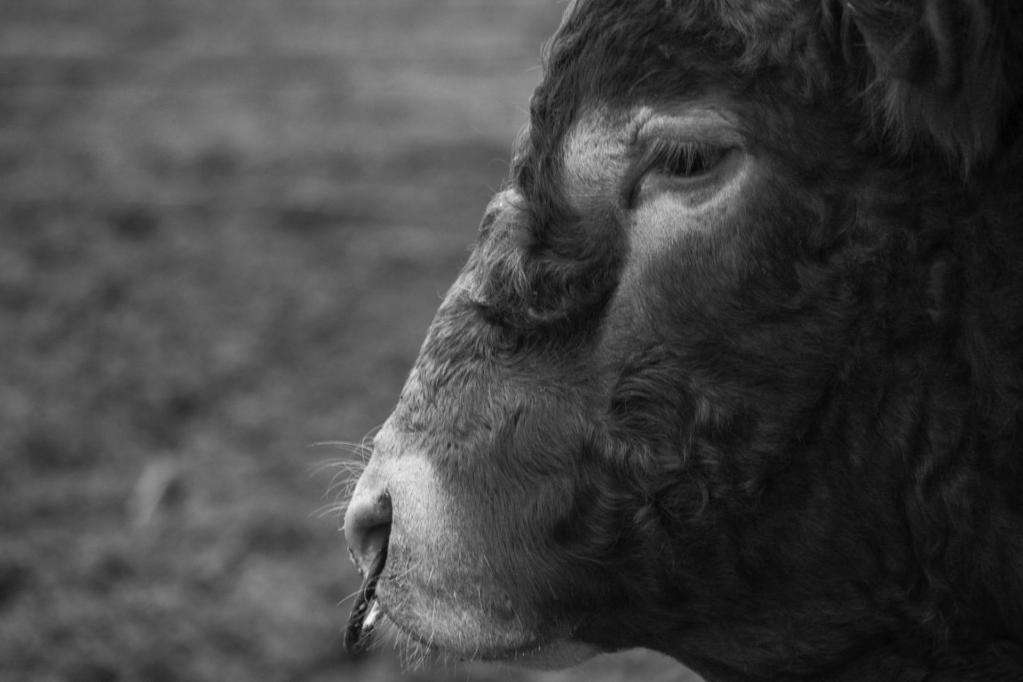 An Old Broke Montana Rancher Remembers the Meanest Bull Who Ever Lived