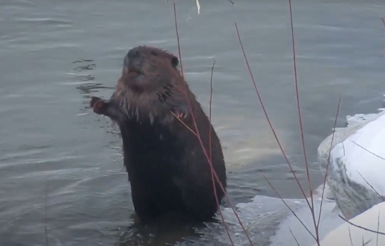 VIDEO: Watch a Beaver Stand and Walk on Two Legs!