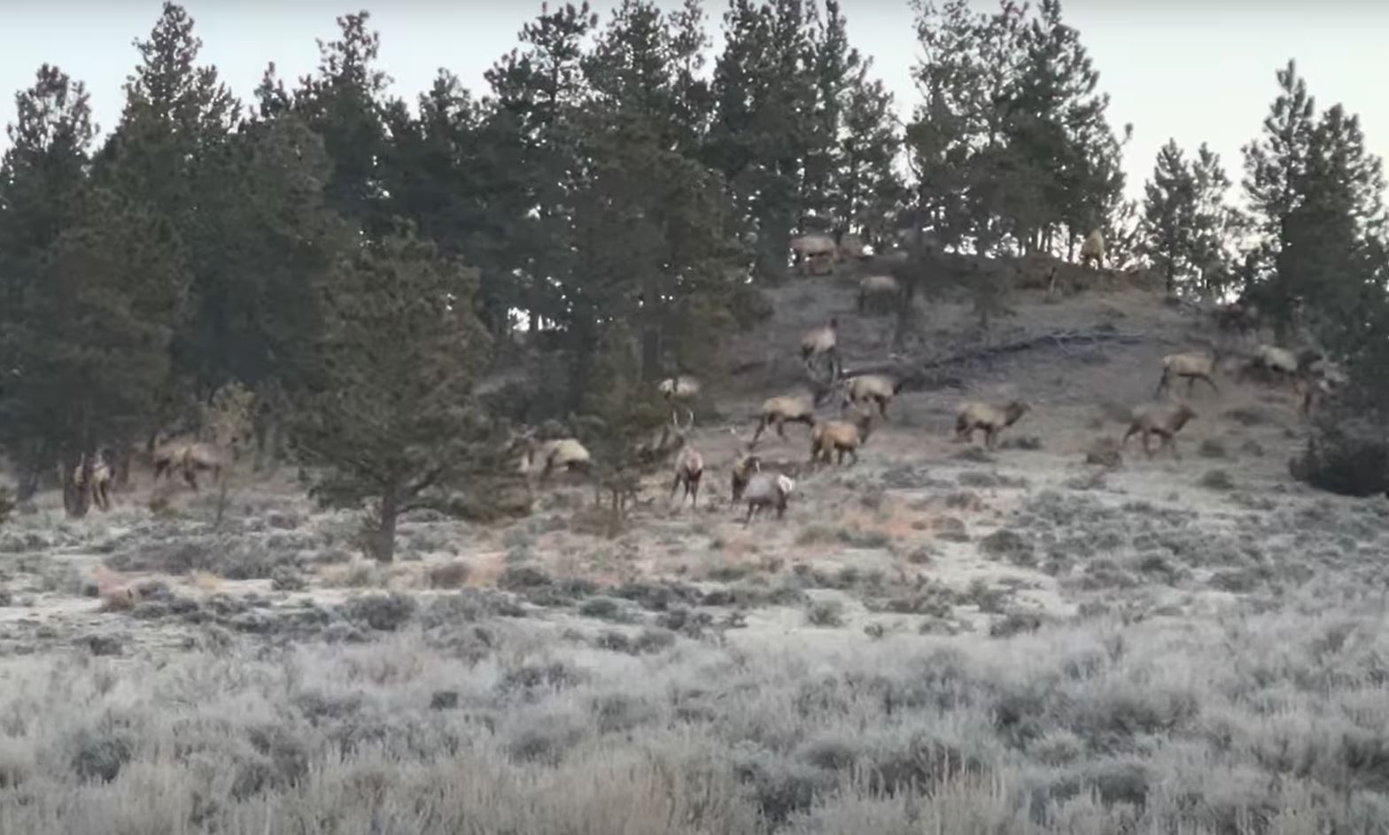 VIDEO: All-Male Gang of Elk Spotted by Hunters in Montana