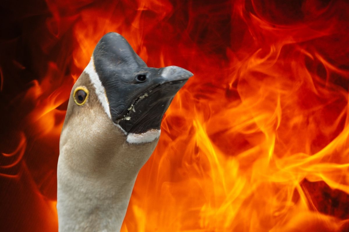 The Old Broke Rancher Remembers the Goose From Hell