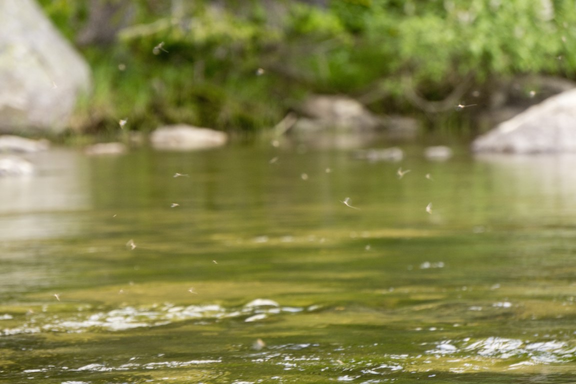 A Fisherman's Guide to the Beartooth