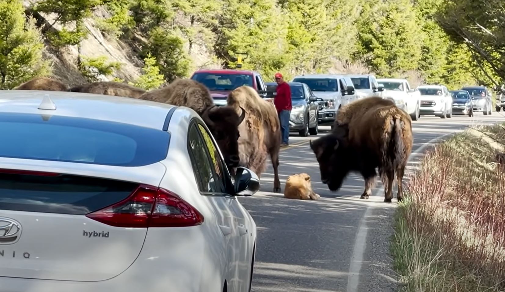 VIDEO: Baby Bison Causes Yellowstone Traffic Jam