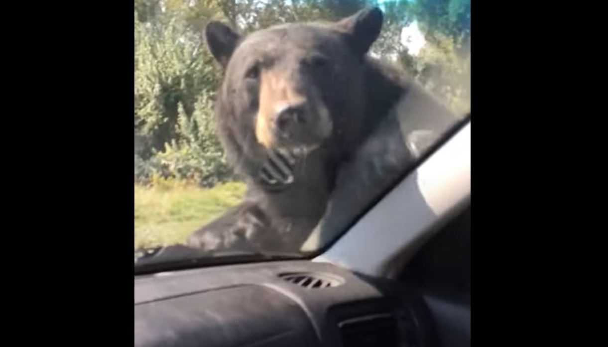 VIDEO: Laughs, Screams, as Bear Stands Up and Peers Into Car at Yellowstone