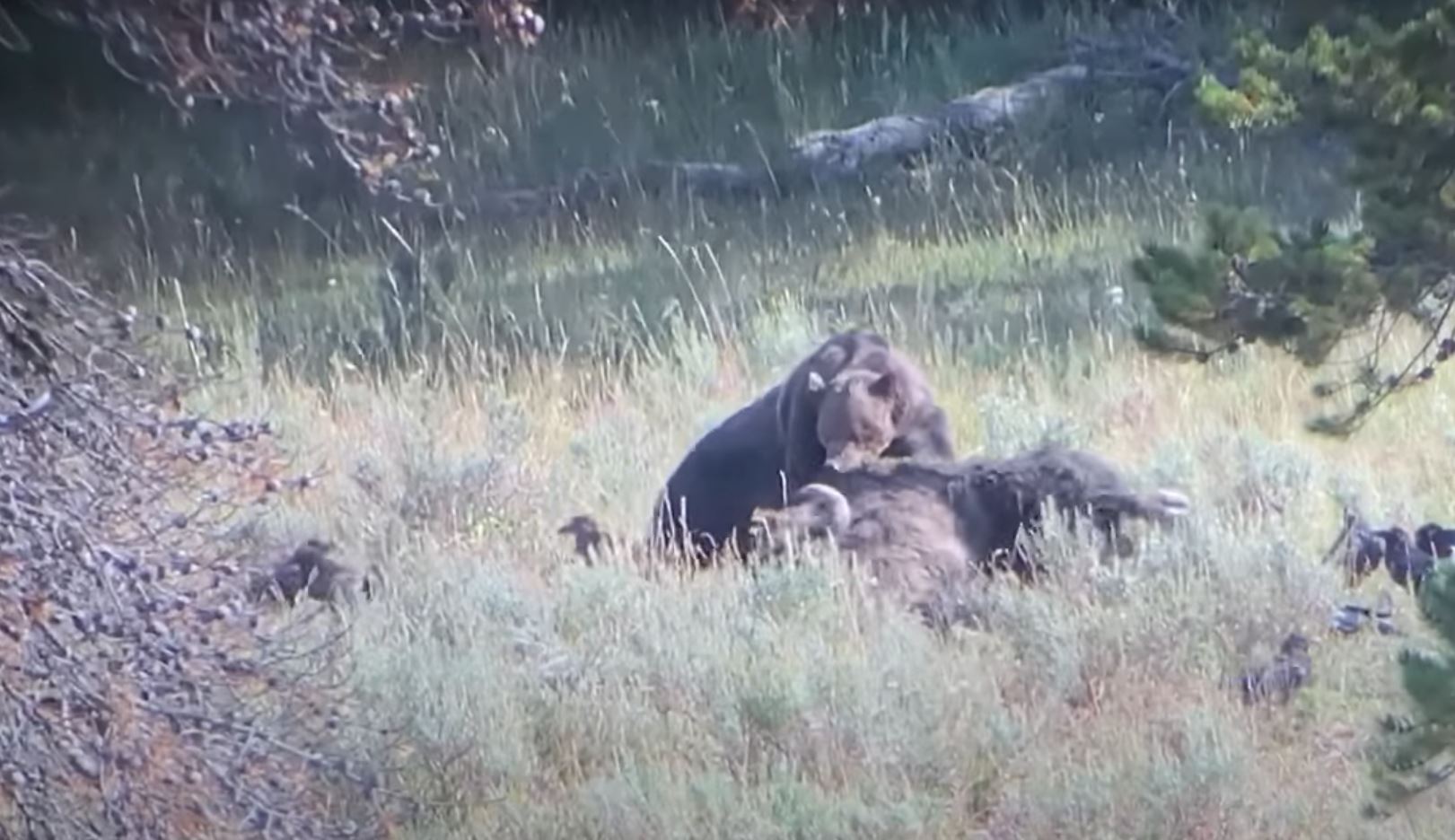 VIDEO: Yellowstone Grizzly Repositions Bison Corpse To Get At Soft Meat