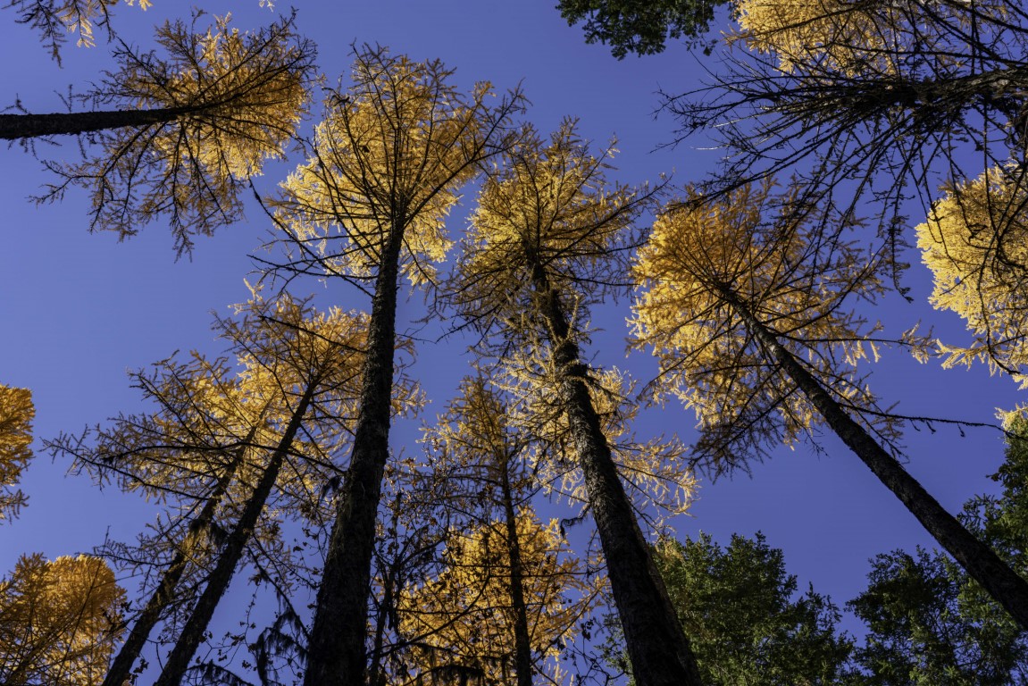 Larch Madness: Fall-Foliage Destinations in Northwestern Montana