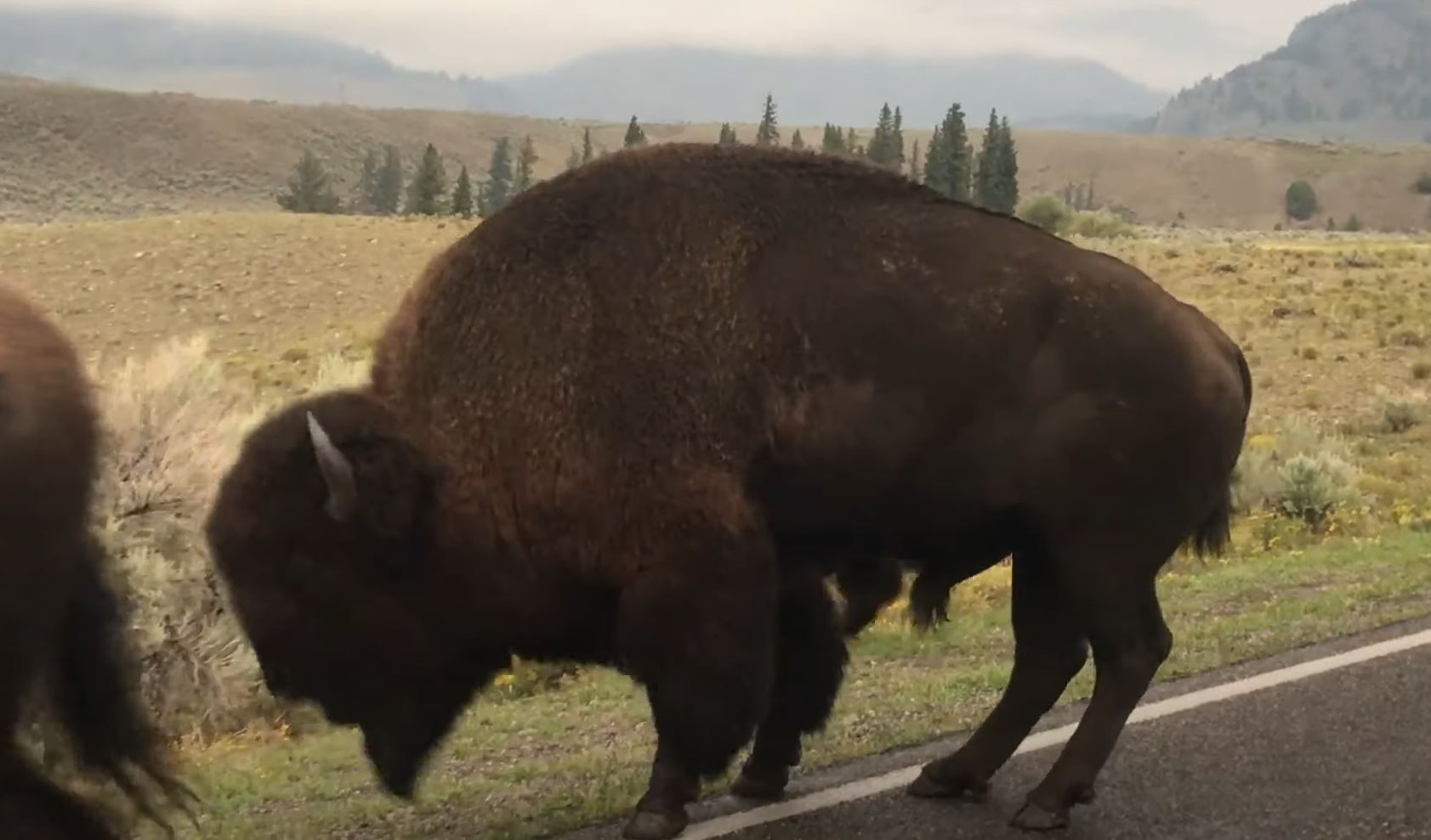 VIDEO: Grumpy Bison Performs Dominance Displays On Side of Road