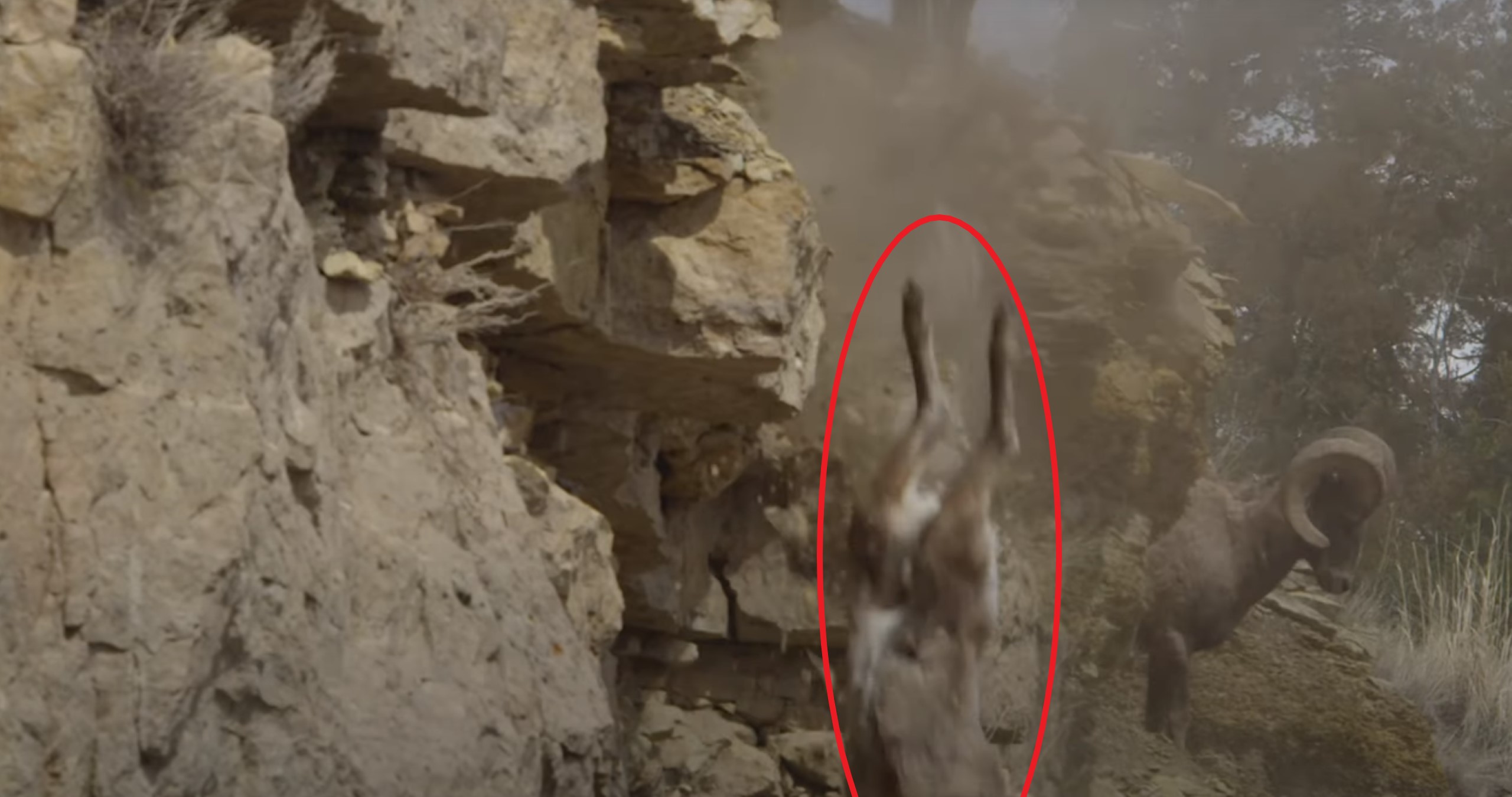 VIDEO: Young Bighorn Sheep Shoved Off Of Cliff Climbs Right Back Up