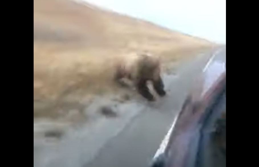 VIDEO: Grizzly Bear Chases After Truck Outside Browning, MT